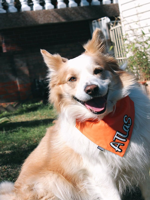 Silly Rolls Bandana » Dog Bandanas - NALZO The Label